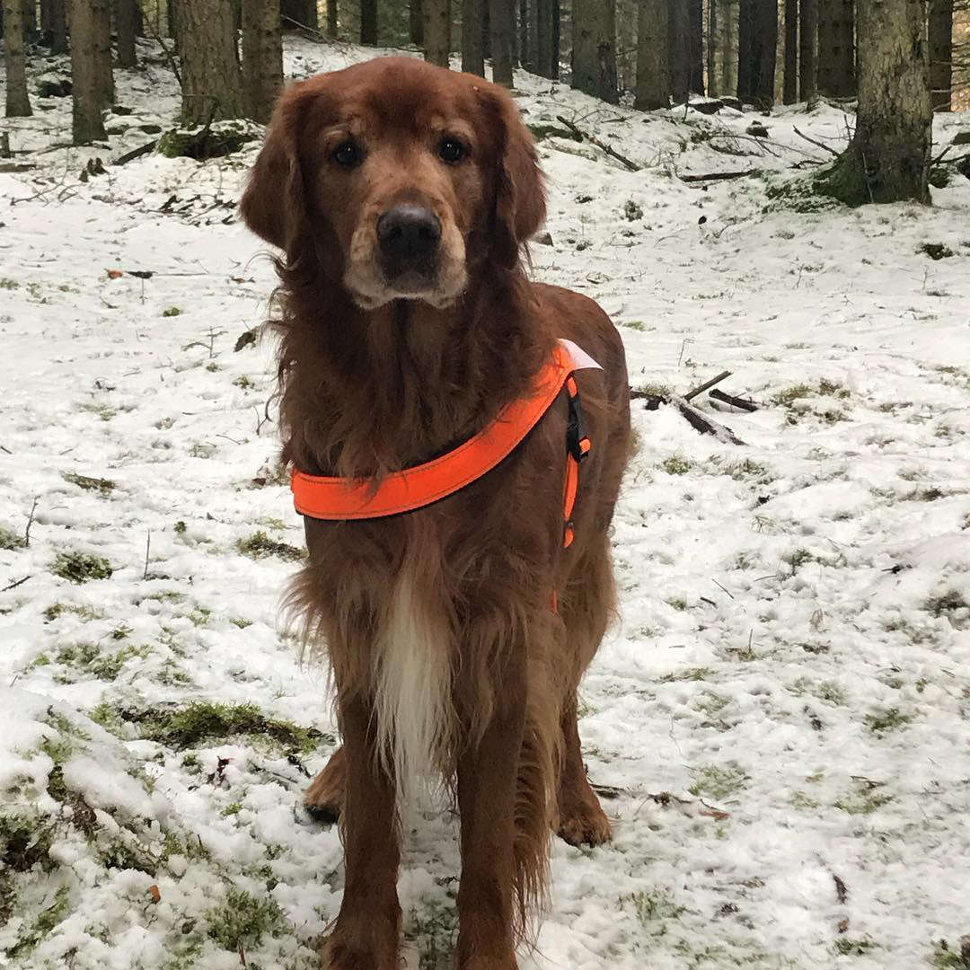 Shogunate Working - Paradox Mods