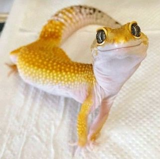 Mar Mod - Paradox Mods