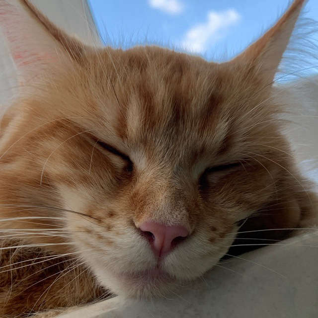 Battle For The Hetmanate Paradox Mods