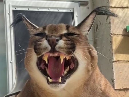 MD: Oil - Paradox Mods