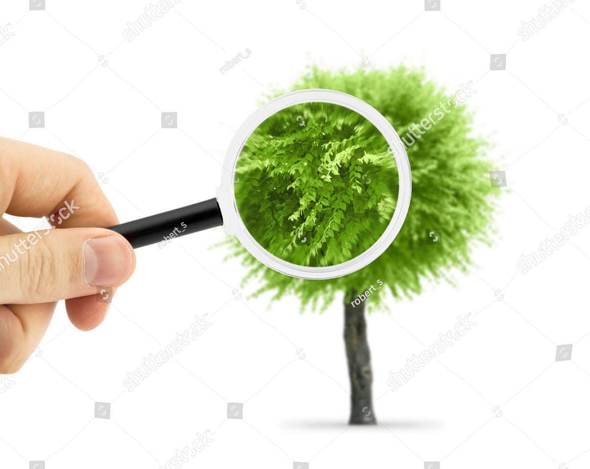 MY Focus Trees - Paradox Mods