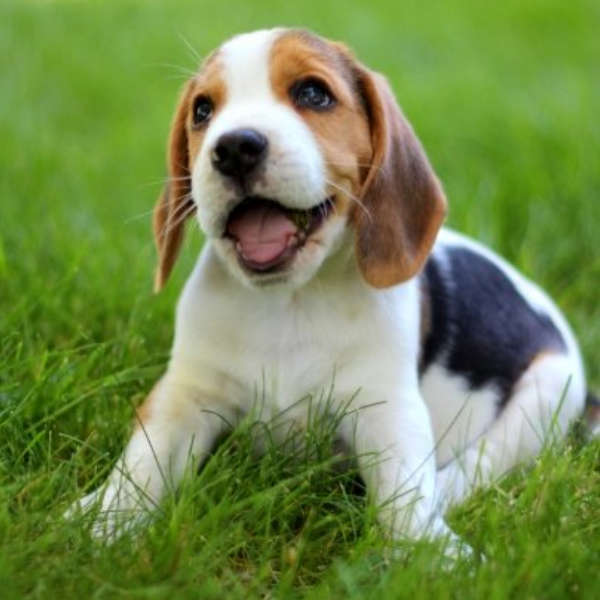 Niko S Mod Paradox Mods