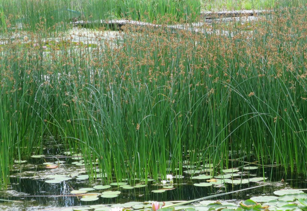 Sluga naroda - Paradox Mods