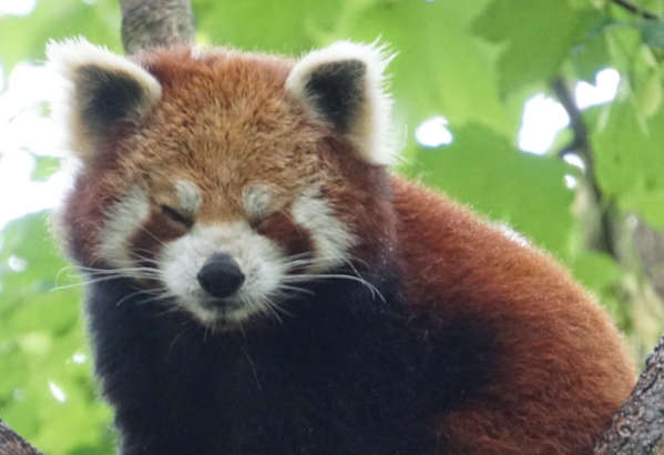 Red Panda - Paradox Mods