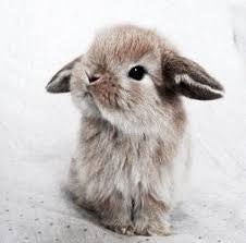 Rose Tweaks - Paradox Mods