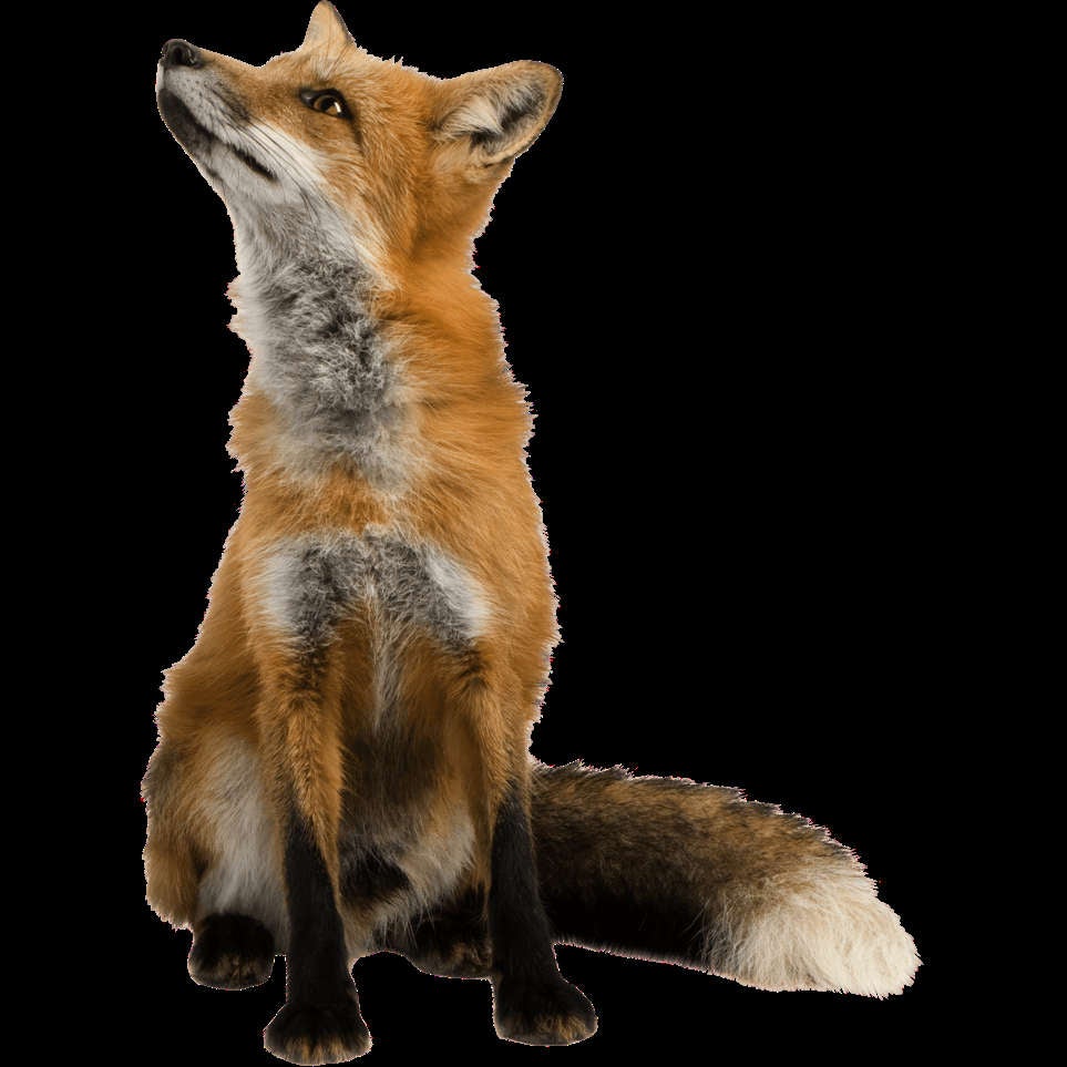 Fox Race - Paradox Mods