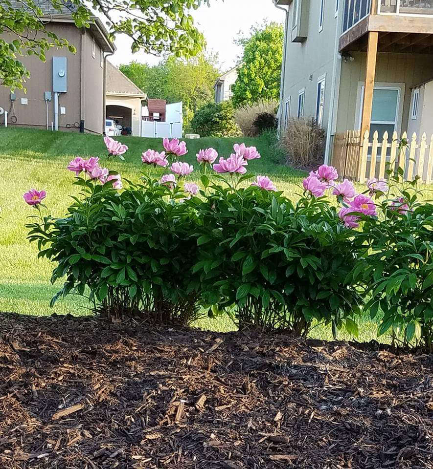 Mike's Custom Starting Systems - Paradox Mods