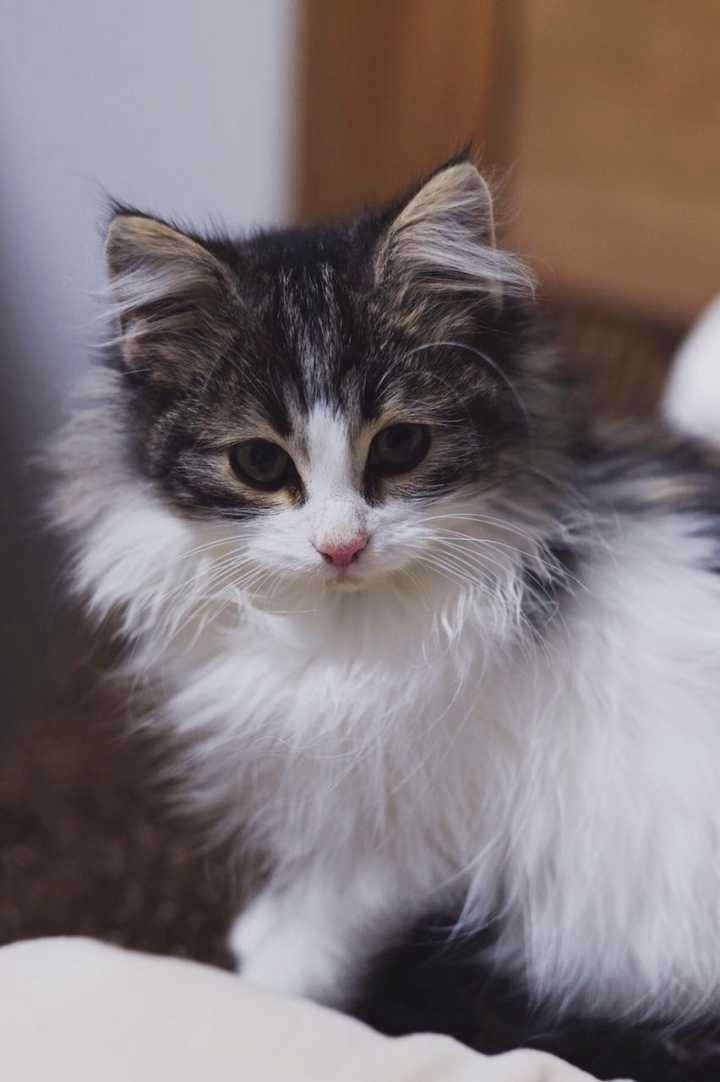 Galaxy.balance - Paradox Mods